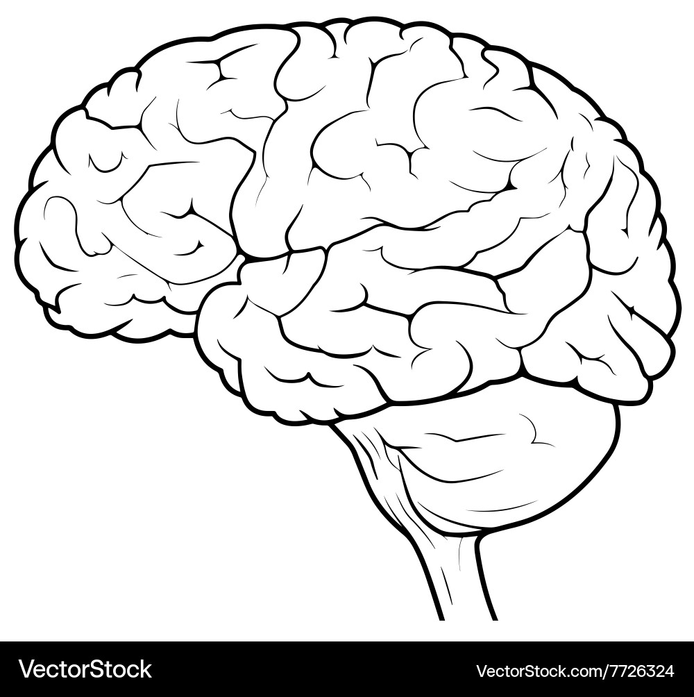 Human brain side view Royalty Free Vector Image