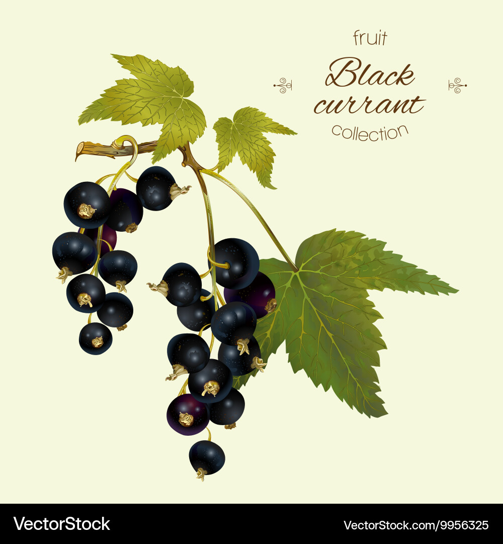 Realistic of black currant Royalty Free Vector Image
