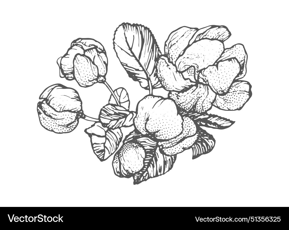 Spring flowers drawing with line-art on white Vector Image