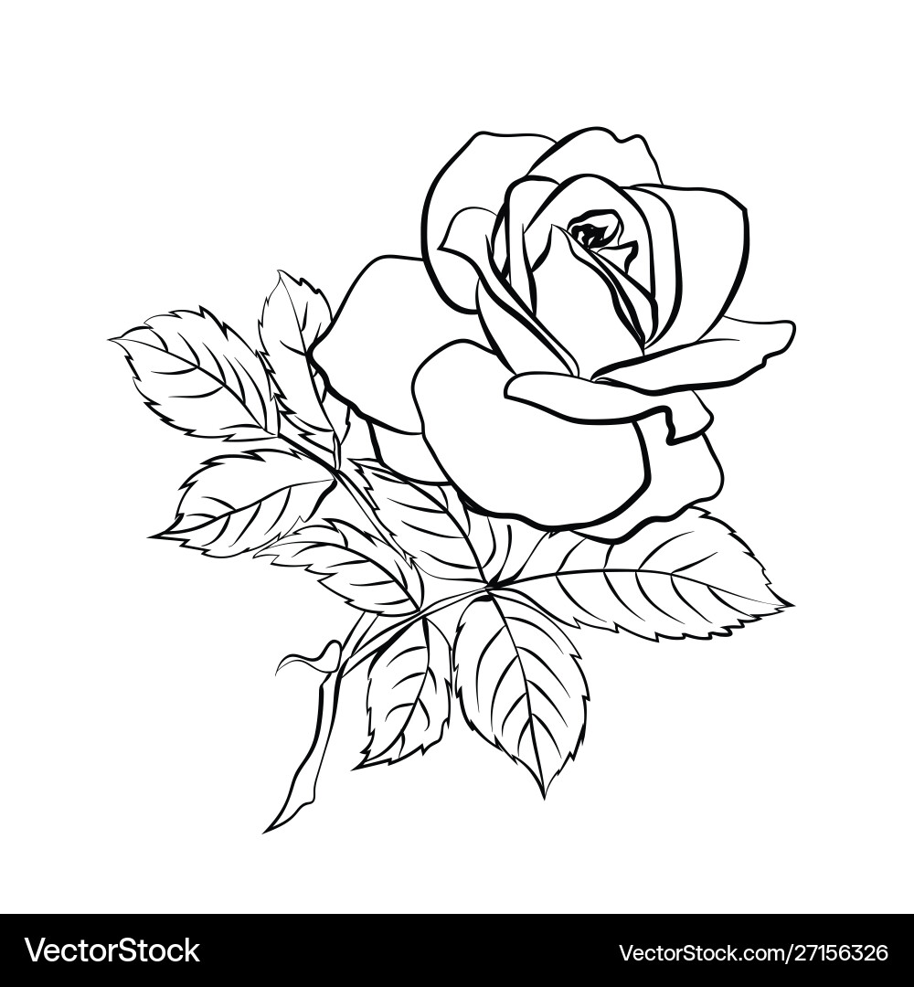 Rose sketch on white background Royalty Free Vector Image