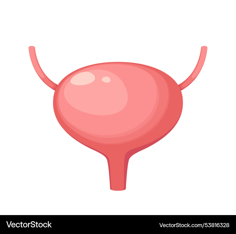 Bladder Royalty Free Vector Image - VectorStock