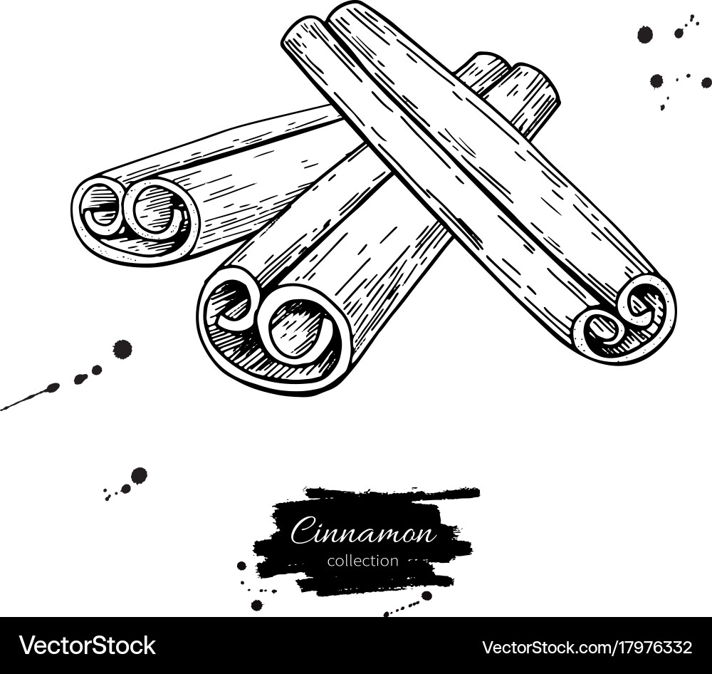 Cinnamon stick drawing hand drawn sketch Vector Image