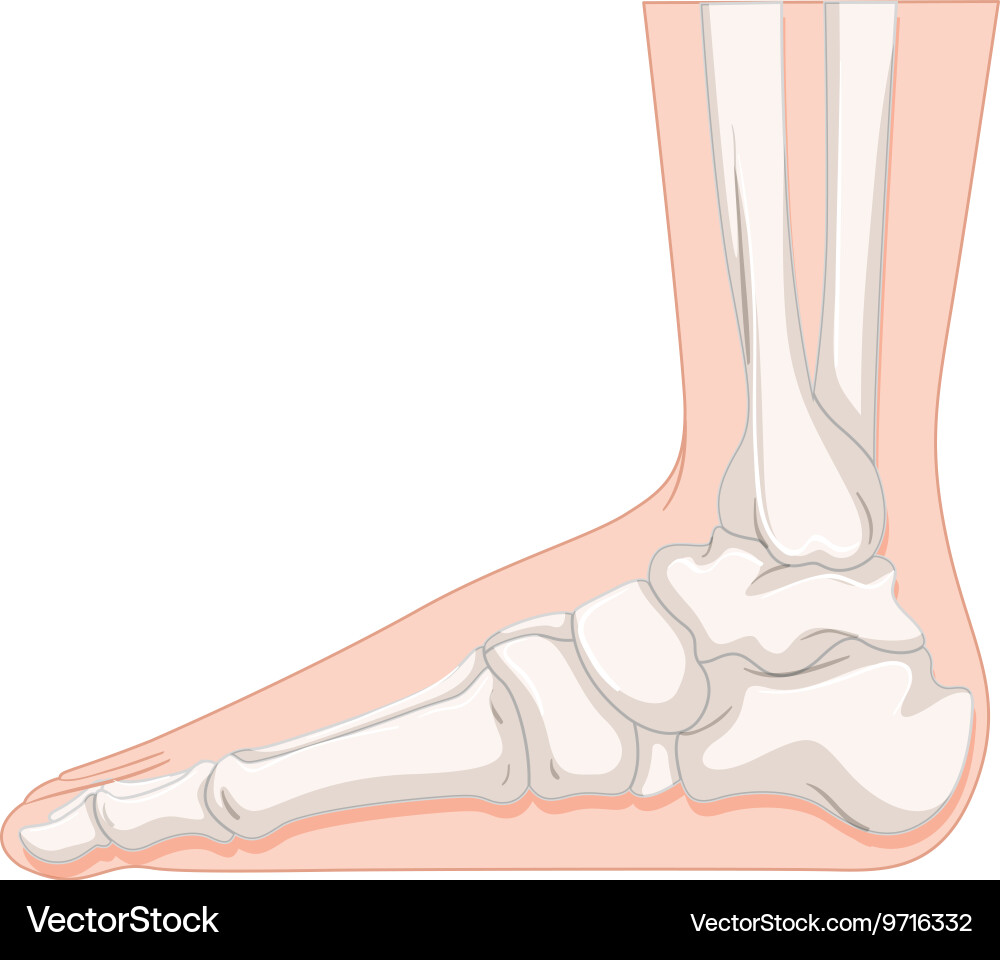 Foot bone in closer look Royalty Free Vector Image