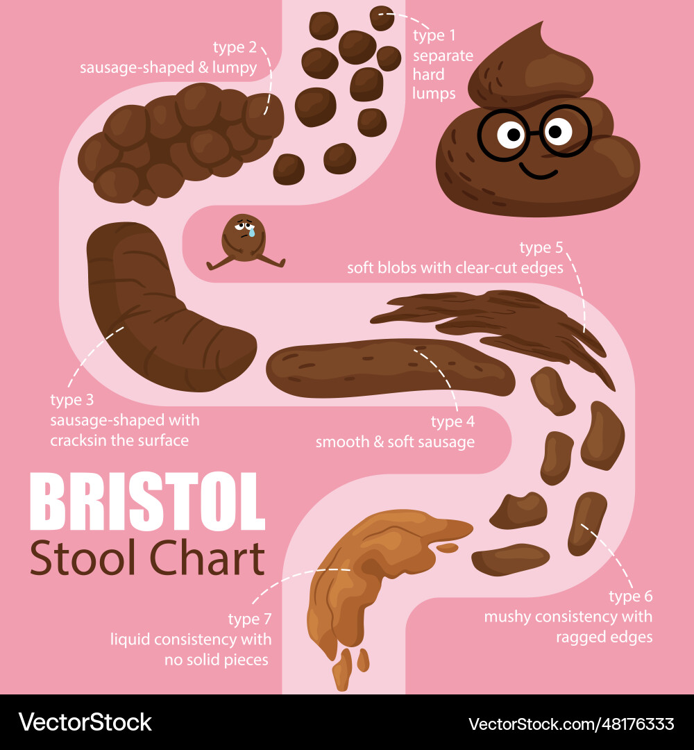 Human Feces Types & Digestive Issues Vector Image