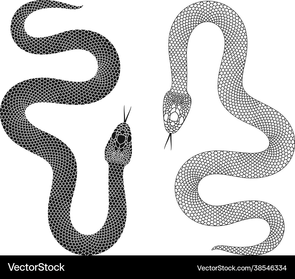 Snake Royalty Free Vector Image - VectorStock