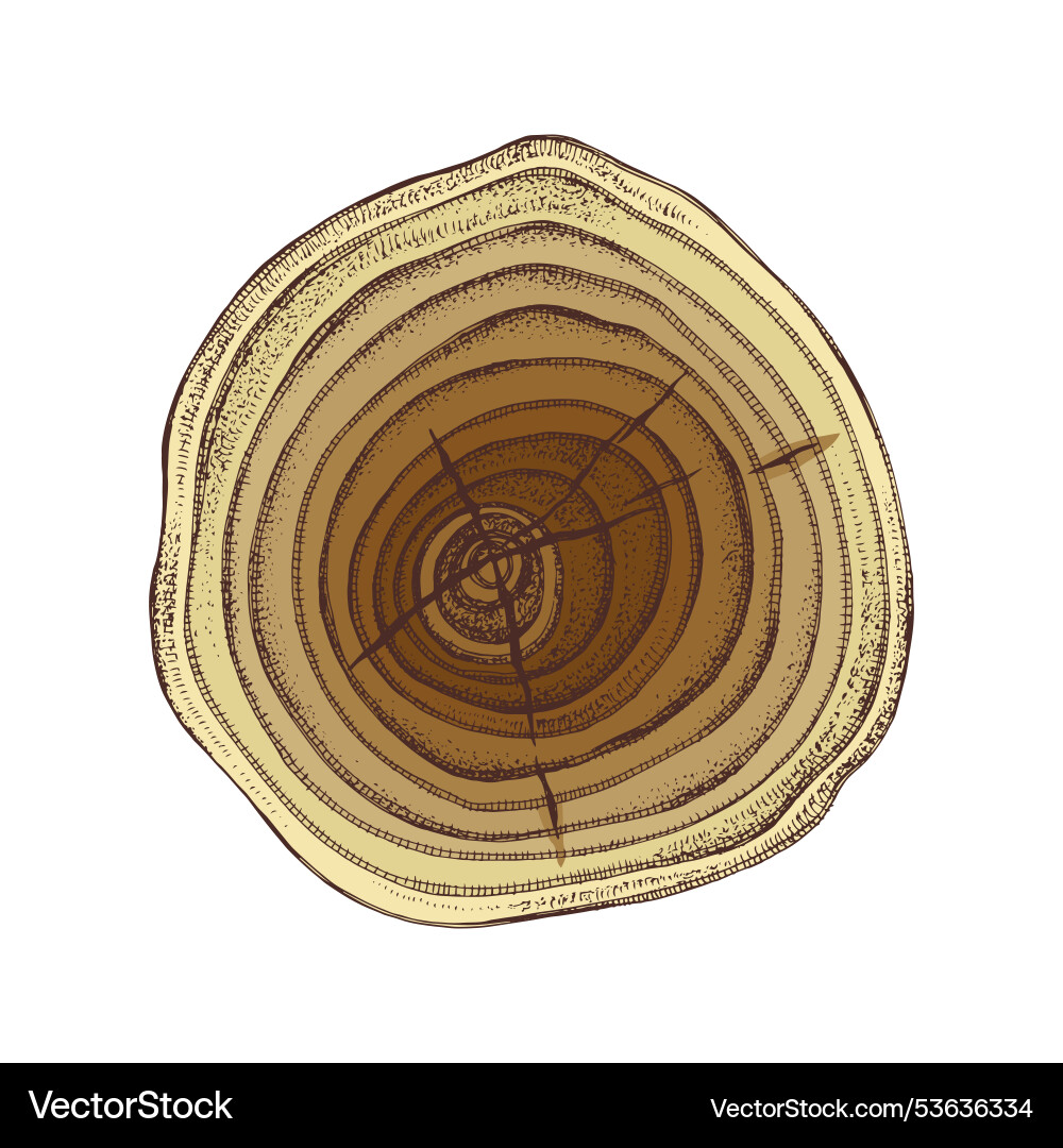 Tree rings wooden cross section Royalty Free Vector Image