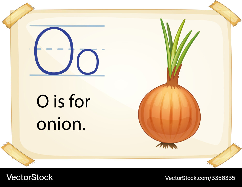 A letter o for onion Royalty Free Vector Image