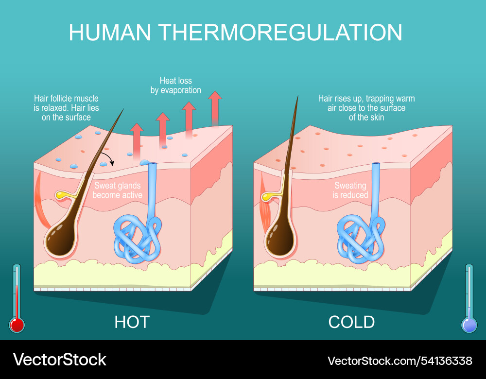Skin in thermoregulation body temperature Vector Image