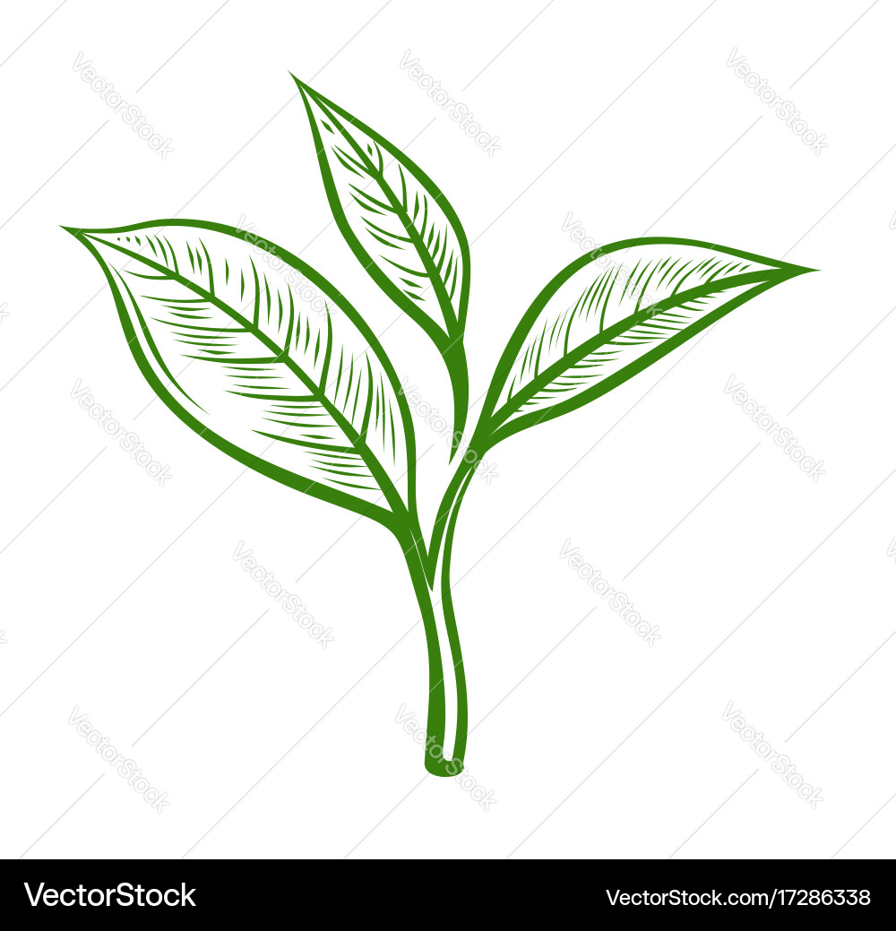 Tea leaves Royalty Free Vector Image - VectorStock