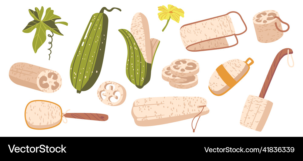 Luffa Fruits & Sponges - Set Royalty Free Vector Image
