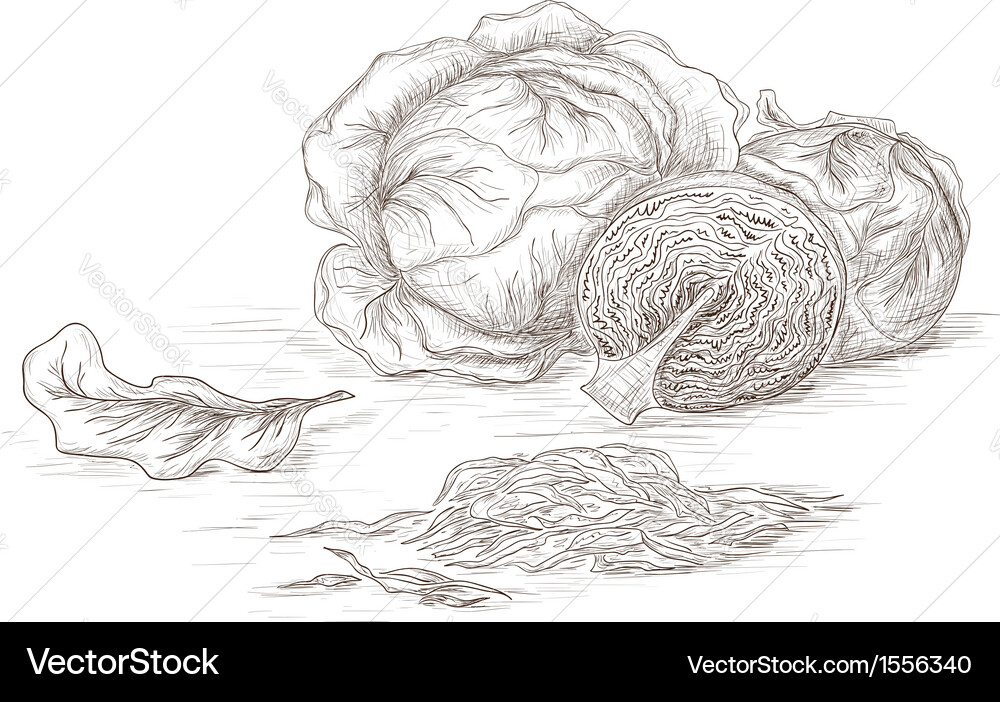 Detailed Cabbage Sketch Royalty Free Vector Image