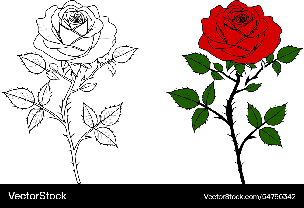 Rote Rose Linie Kunst und farbiges Design Vektorbild