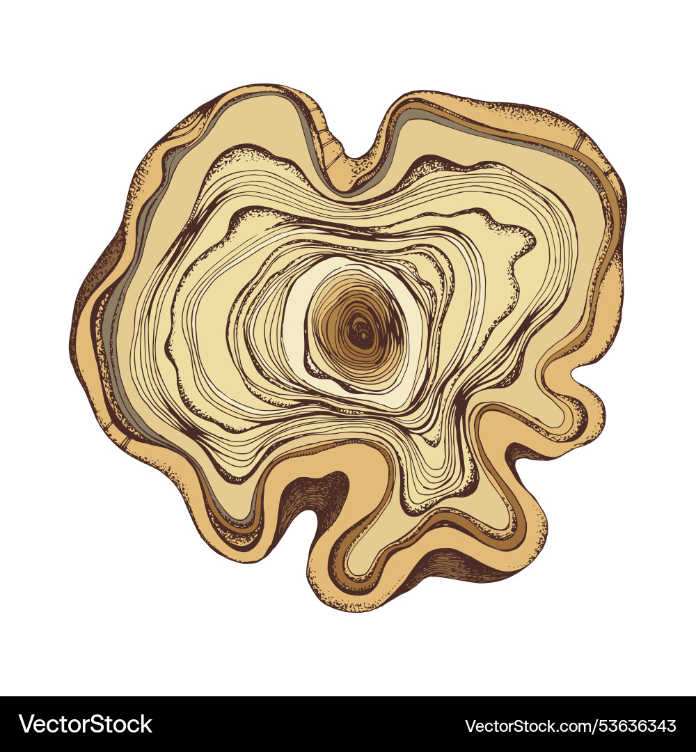 Natural edge wood slab Royalty Free Vector Image