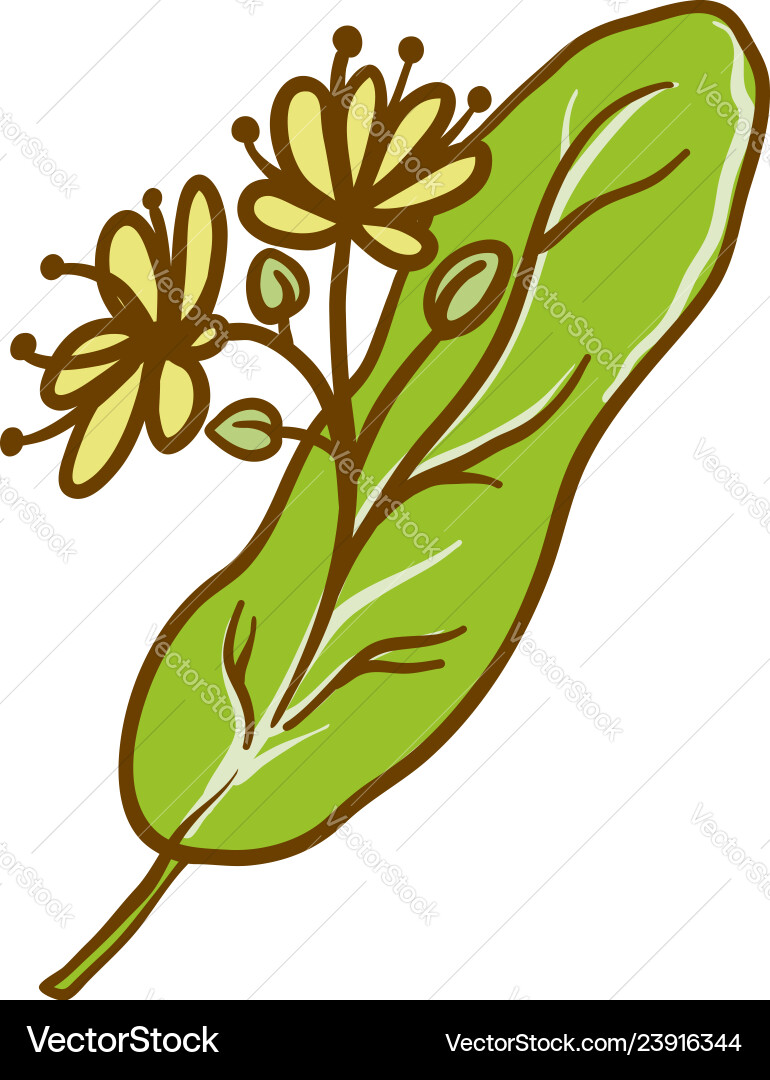 Linden flower icon hand drawn style Royalty Free Vector