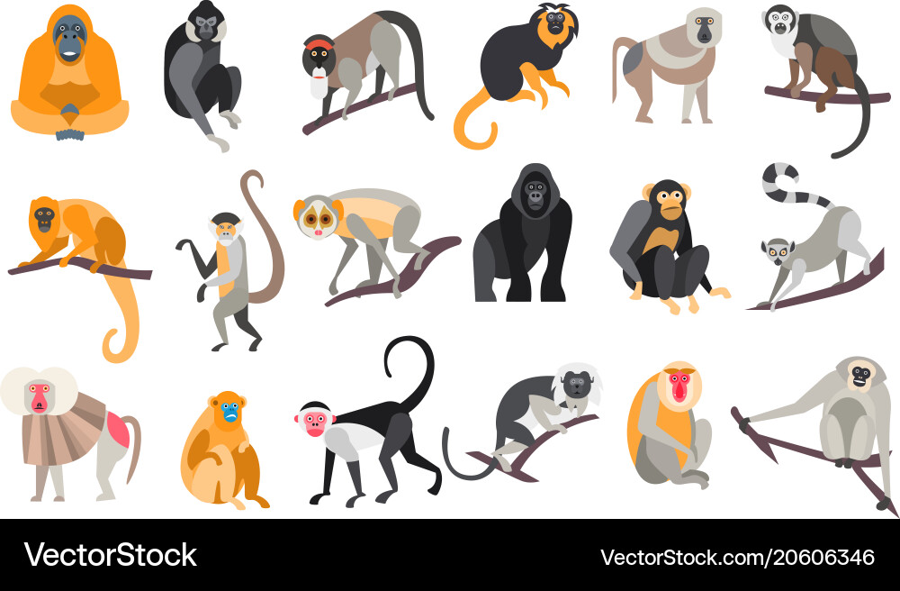 Collection of different breeds monkeys Royalty Free Vector