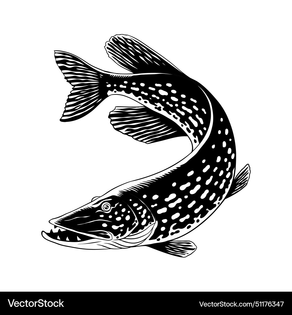 Pike fish black and white Royalty Free Vector Image