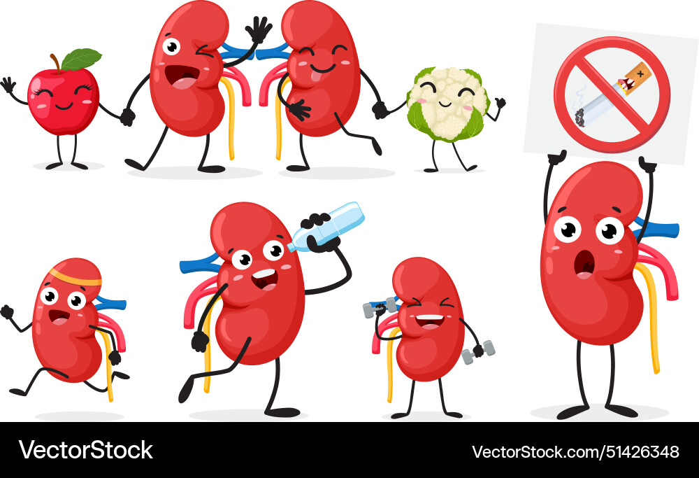 Doodle kidney cartoon character with different he Vector Image