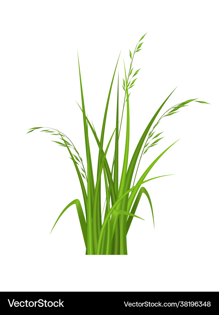 Realistic grass Royalty Free Vector Image - VectorStock