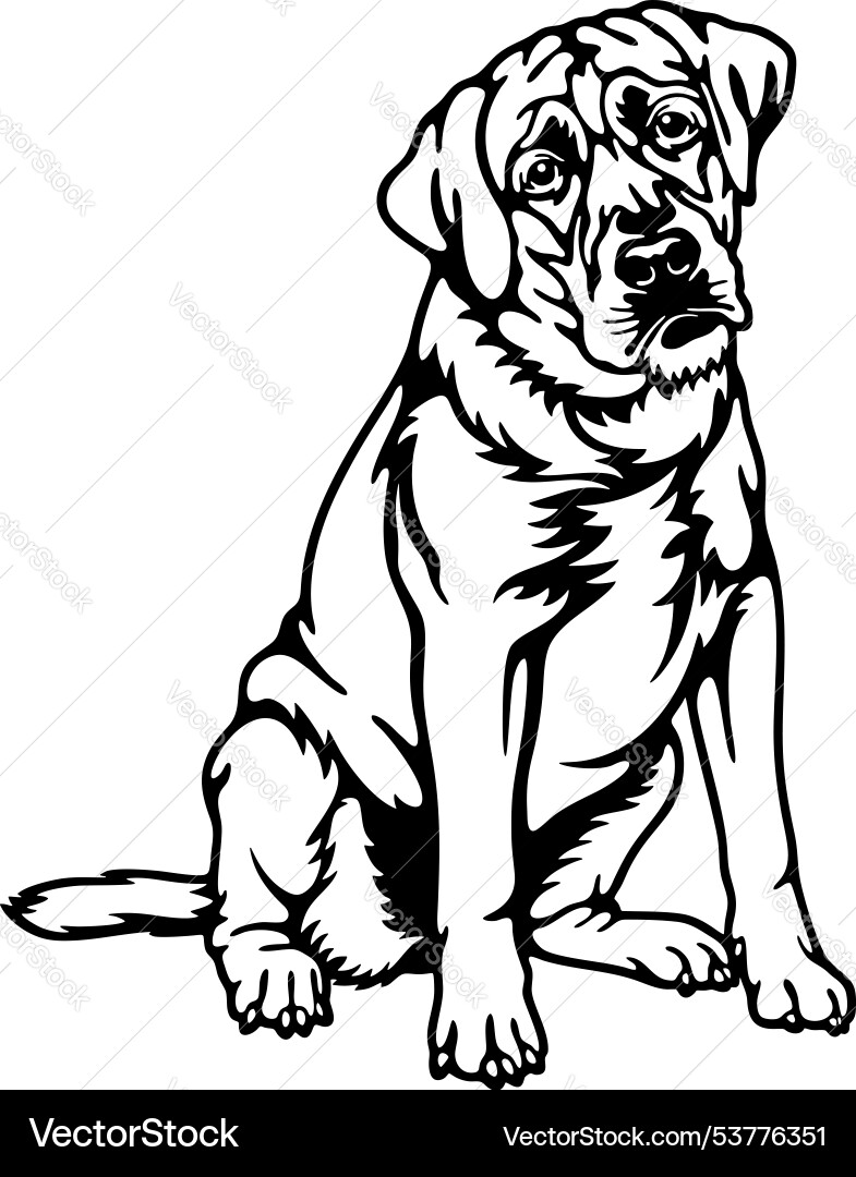 Labrador dog breed - pet cut file Royalty Free Vector Image