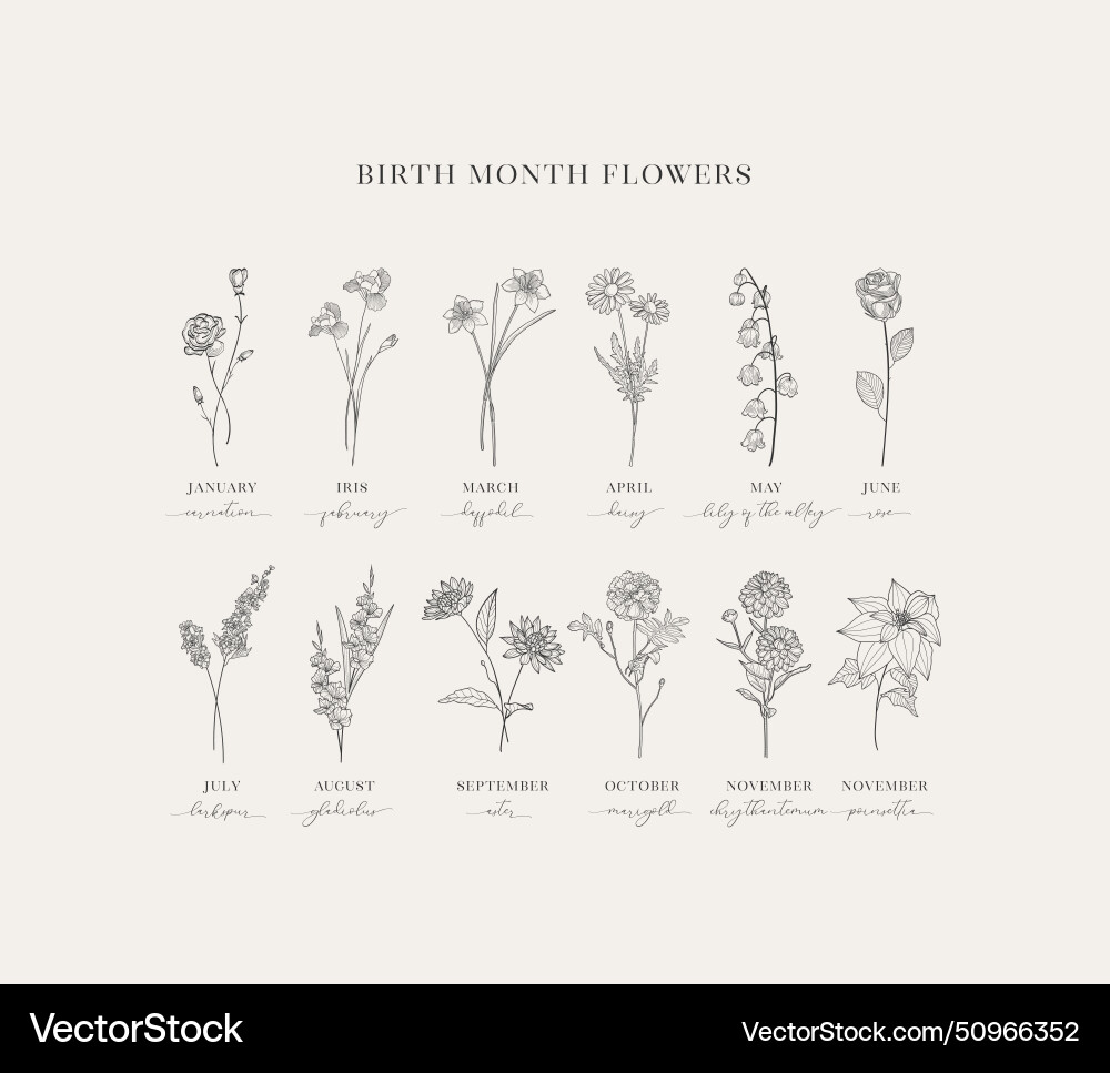 September Birth Flower Vector Images (88)