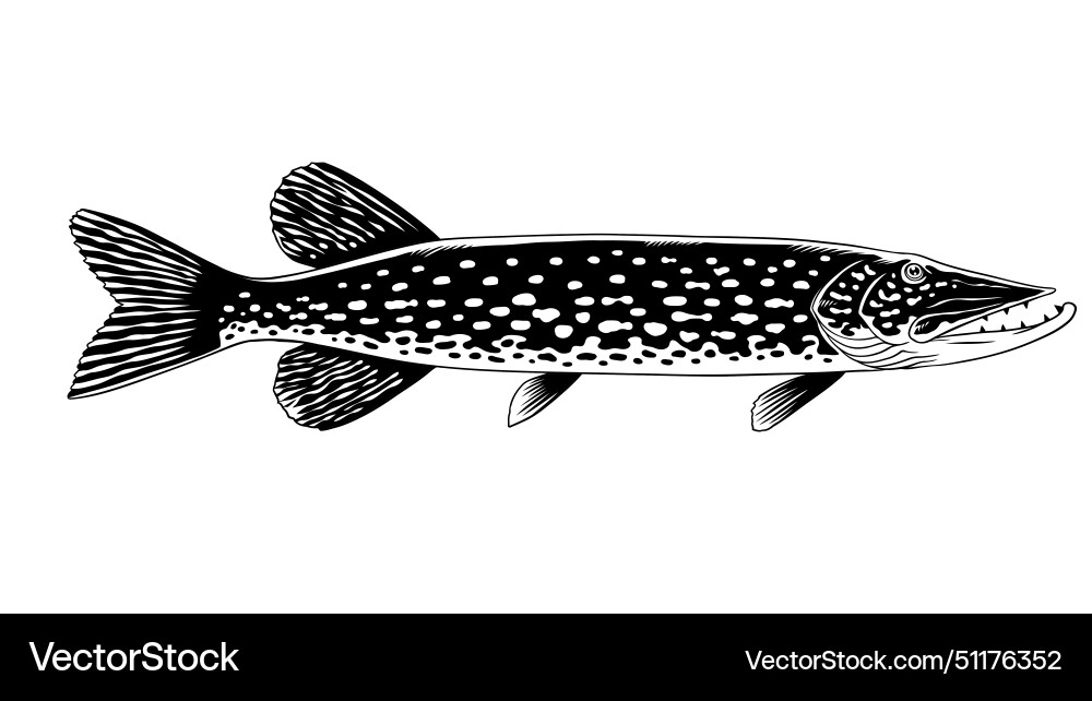 Pike fish hand drawn black and white Royalty Free Vector