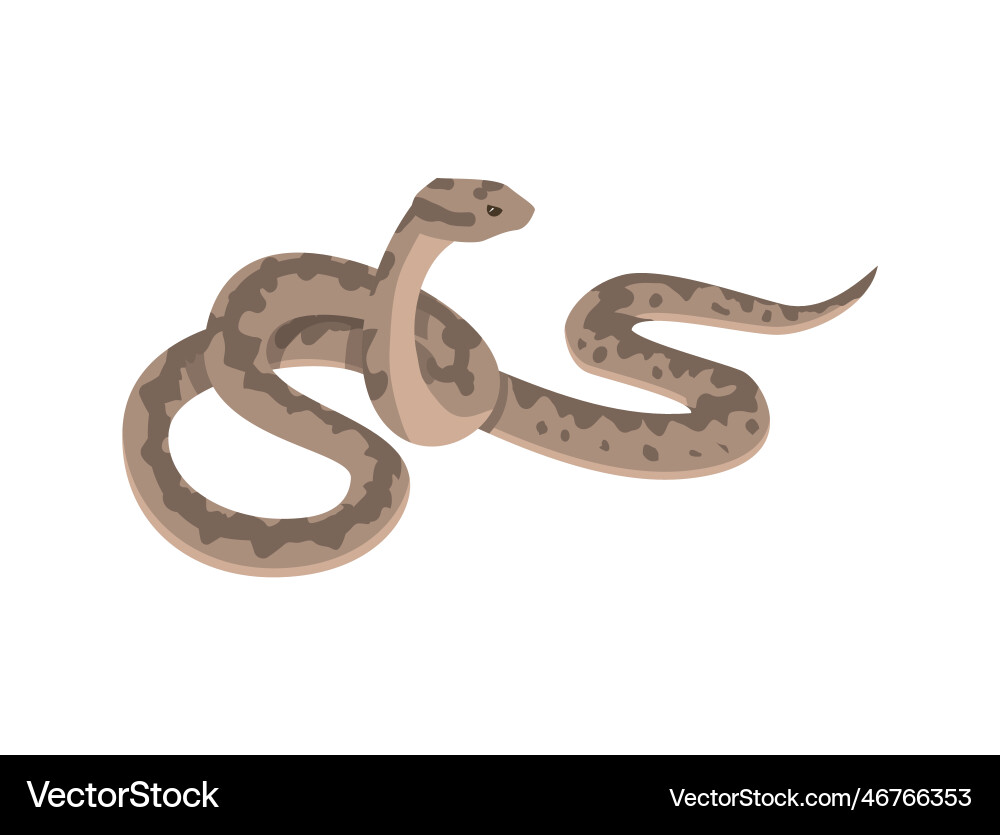 European viper snake - flat Royalty Free Vector Image