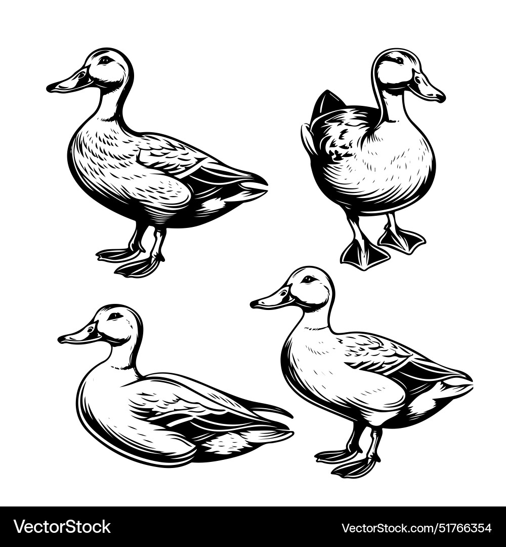 Duck set sketch Royalty Free Vector Image - VectorStock