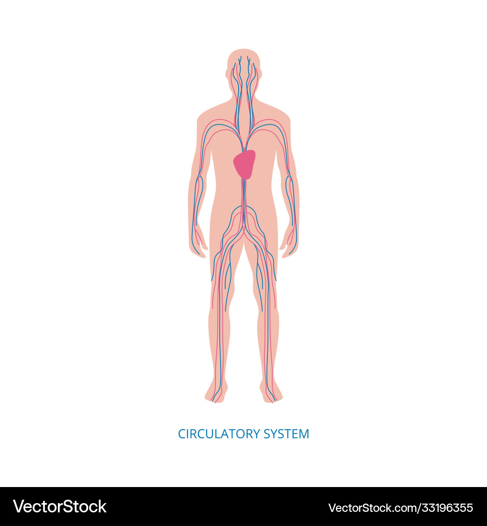 Human blood circulatory system medical infographic
