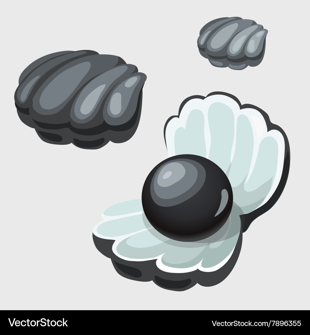 Open and closed black shell box with pearl Vector Image