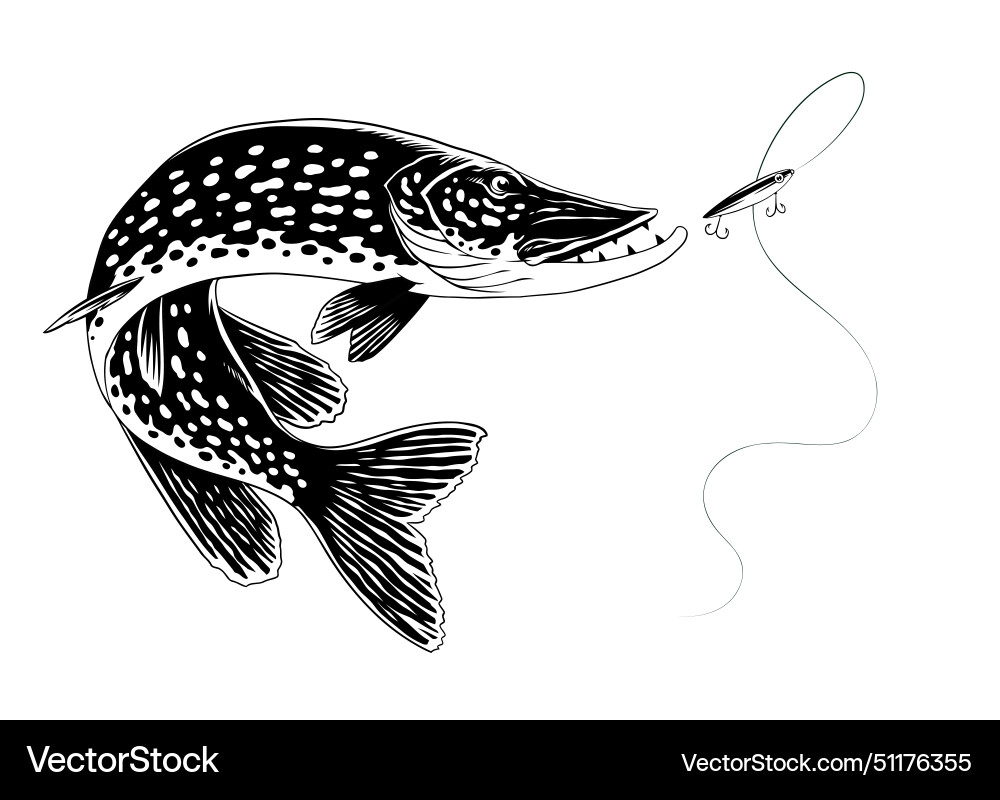 Pike fish in vintage hand drawn style Royalty Free Vector
