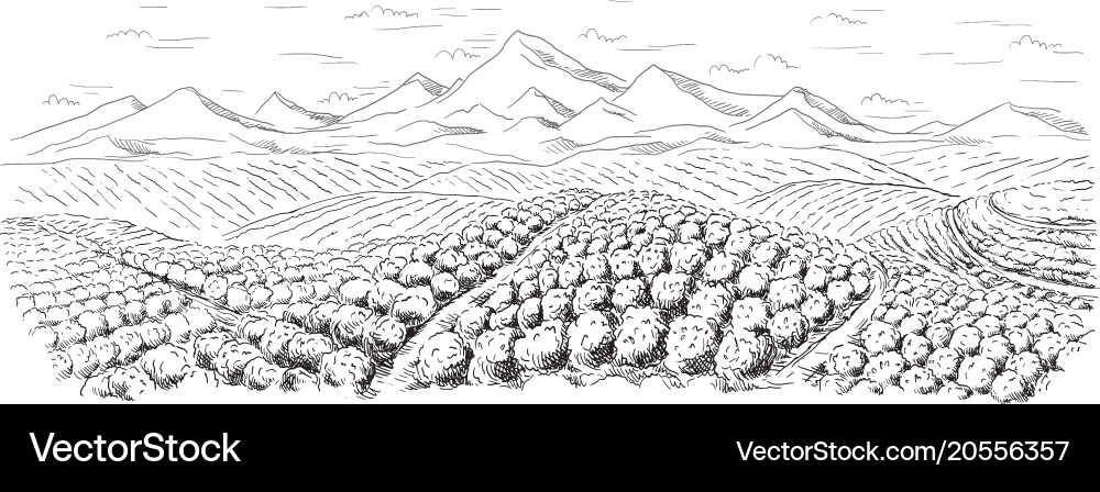 Coffee Plantation Scene Royalty Free Vector Image