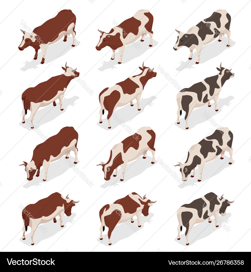 Isometric dairy cattle set cows collection Vector Image