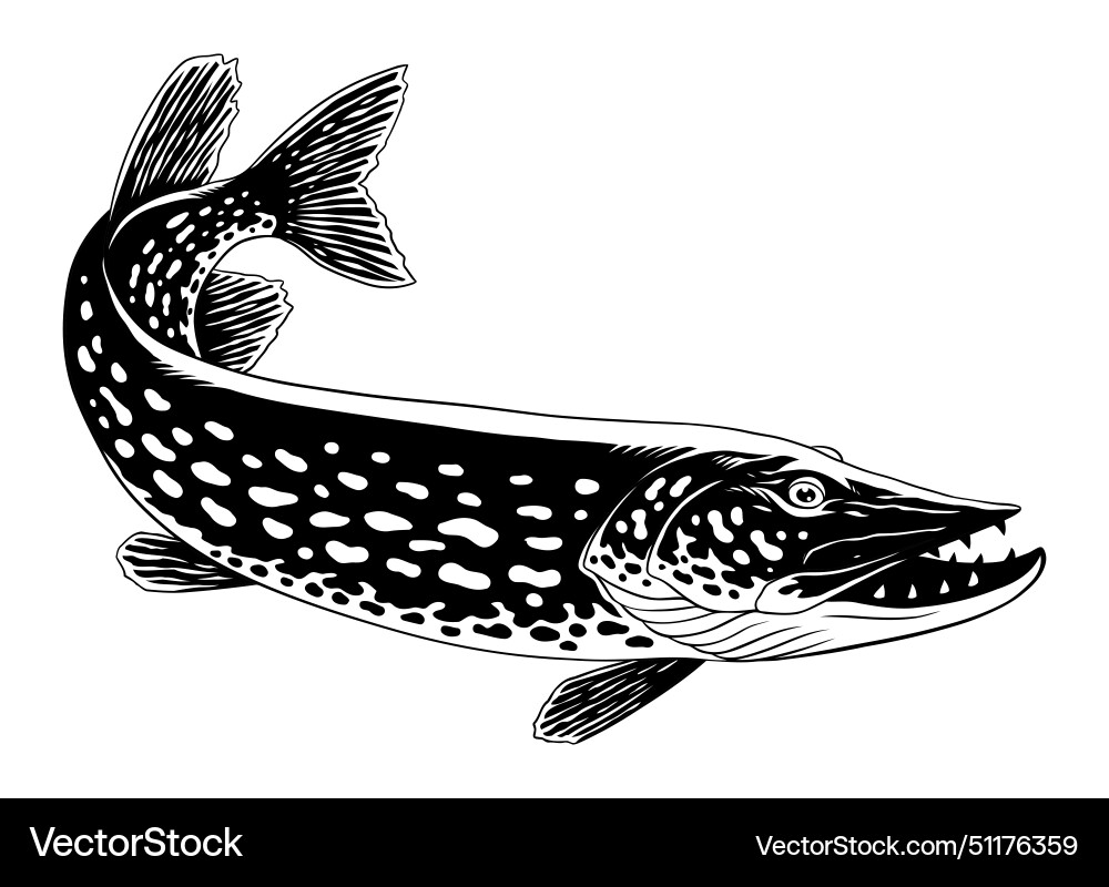 Pike fish vintage black and white hand drawn Vector Image