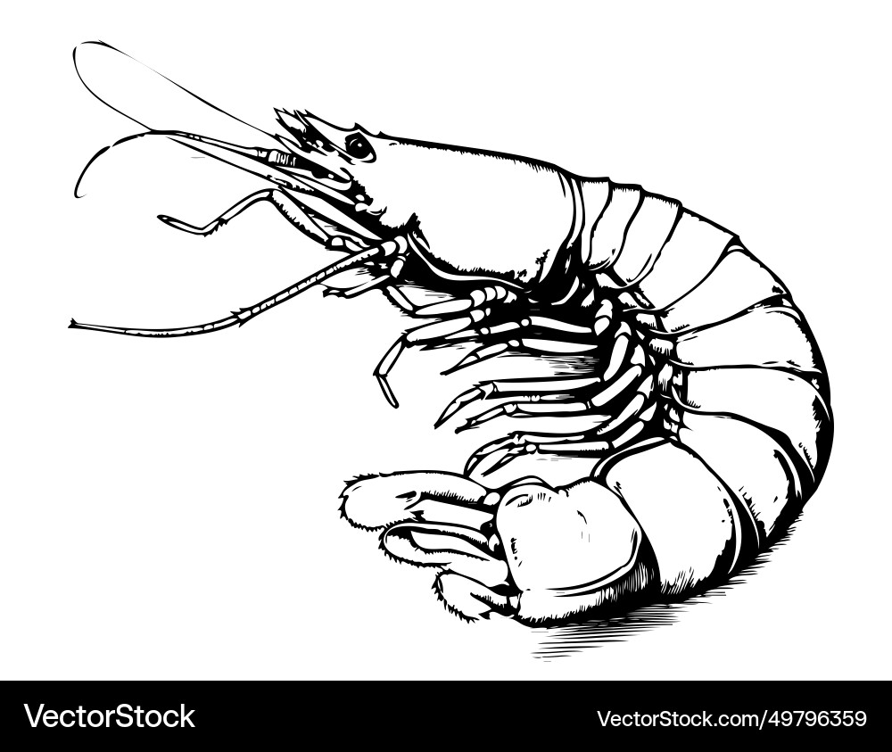 Shrimp sketch hand drawn prawn in engraved Vector Image