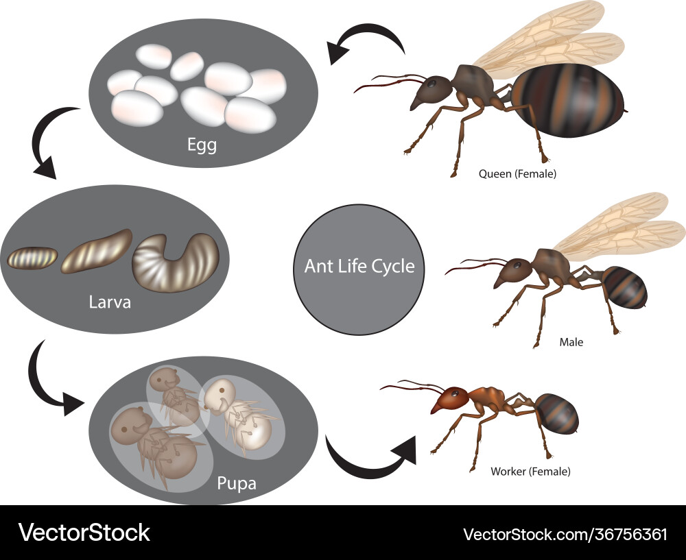 Ant life cycle stage development Royalty Free Vector Image