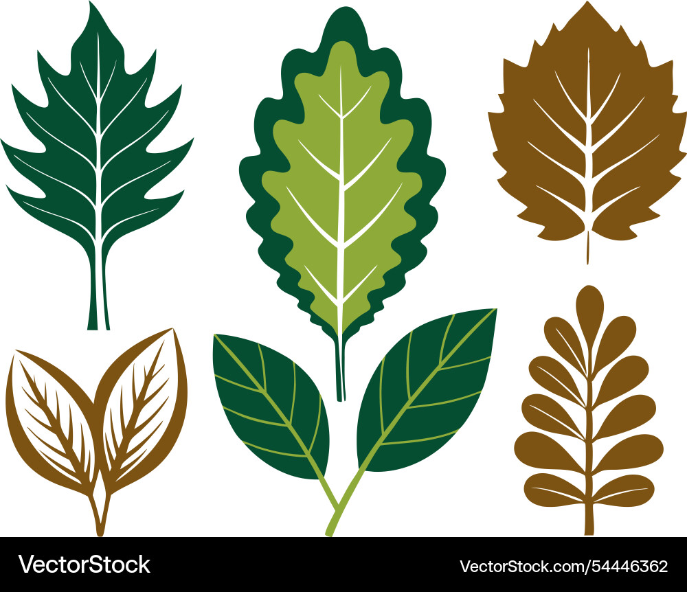 Green oak leaf collection nature design Royalty Free Vector
