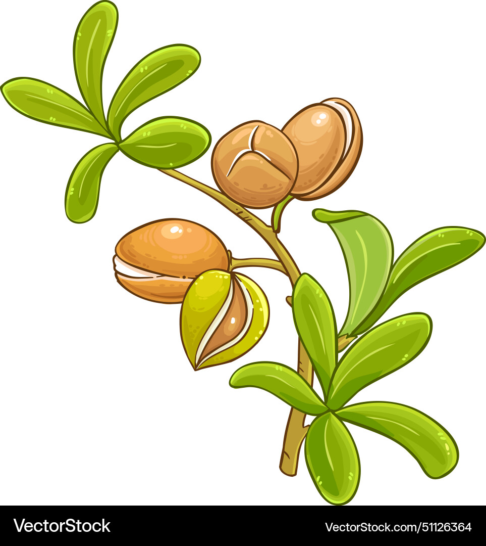 Argan branch colored detailed Royalty Free Vector Image