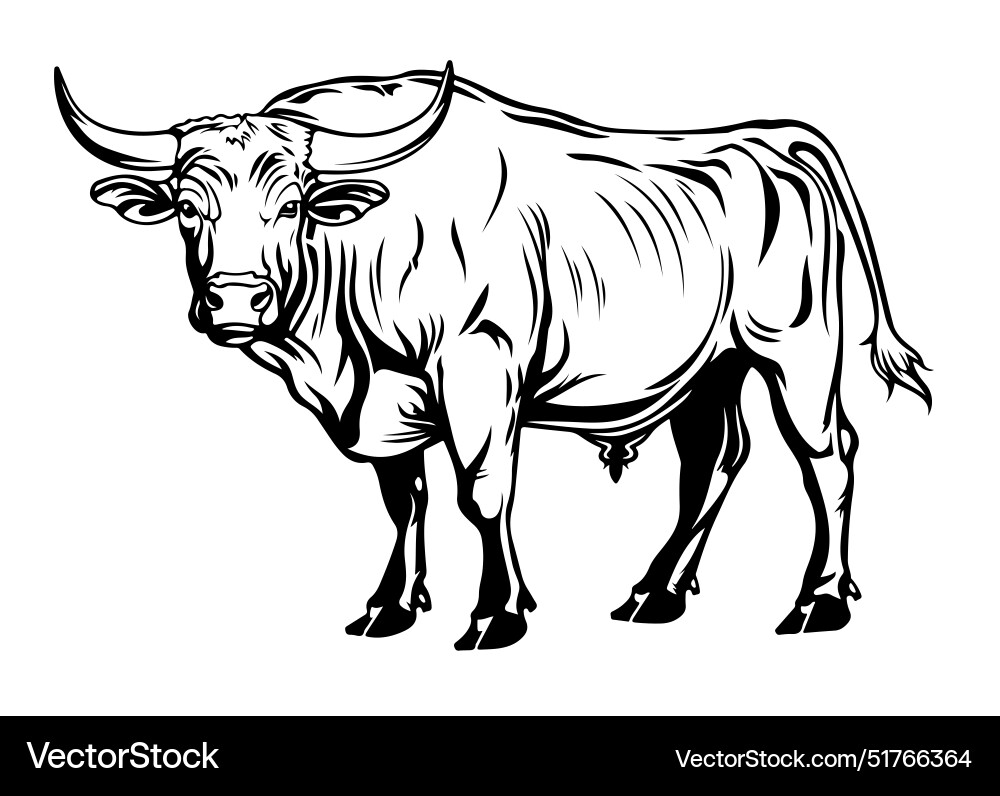 Longhorn bull logo Royalty Free Vector Image - VectorStock