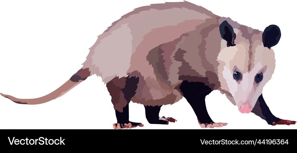 Realistic north american opossum Royalty Free Vector Image