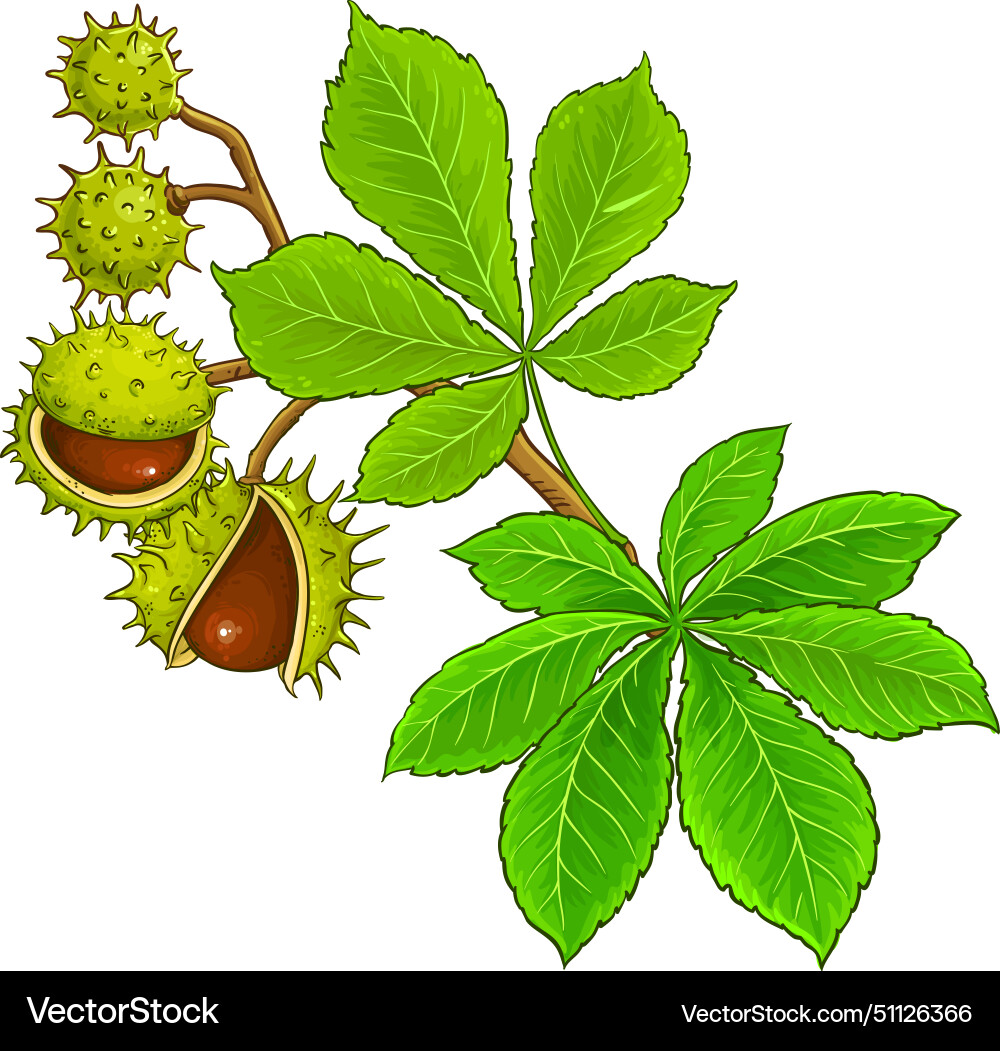 Chestnut branch colored detailed Royalty Free Vector Image