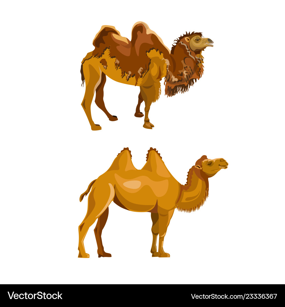 Bactrian camel during and after molting Royalty Free Vector
