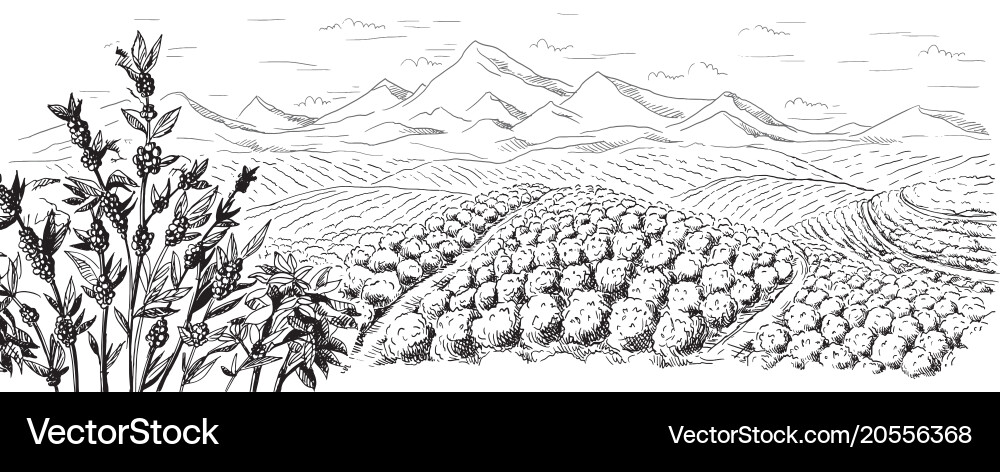 Coffee plantation landscape Royalty Free Vector Image