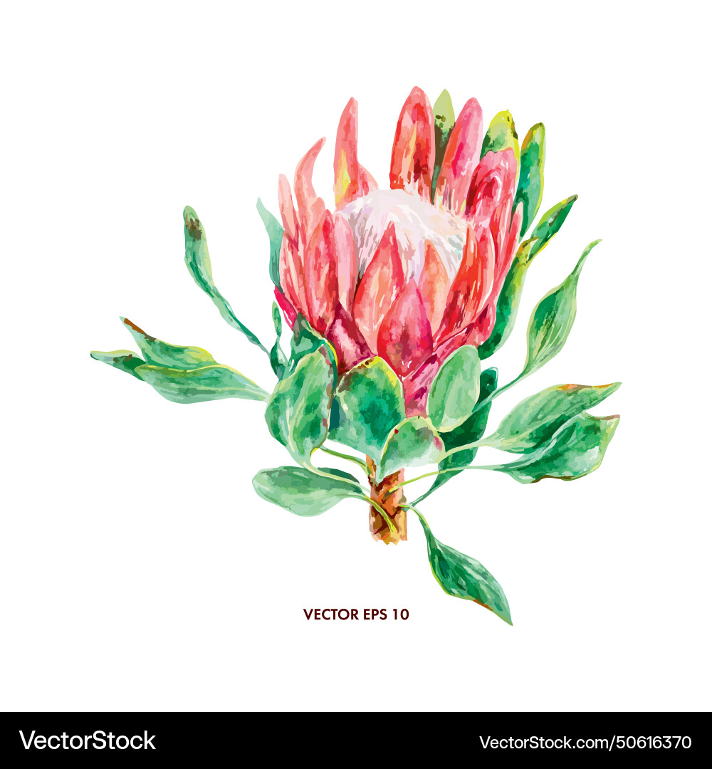 Protea watercolor blooming Royalty Free Vector Image