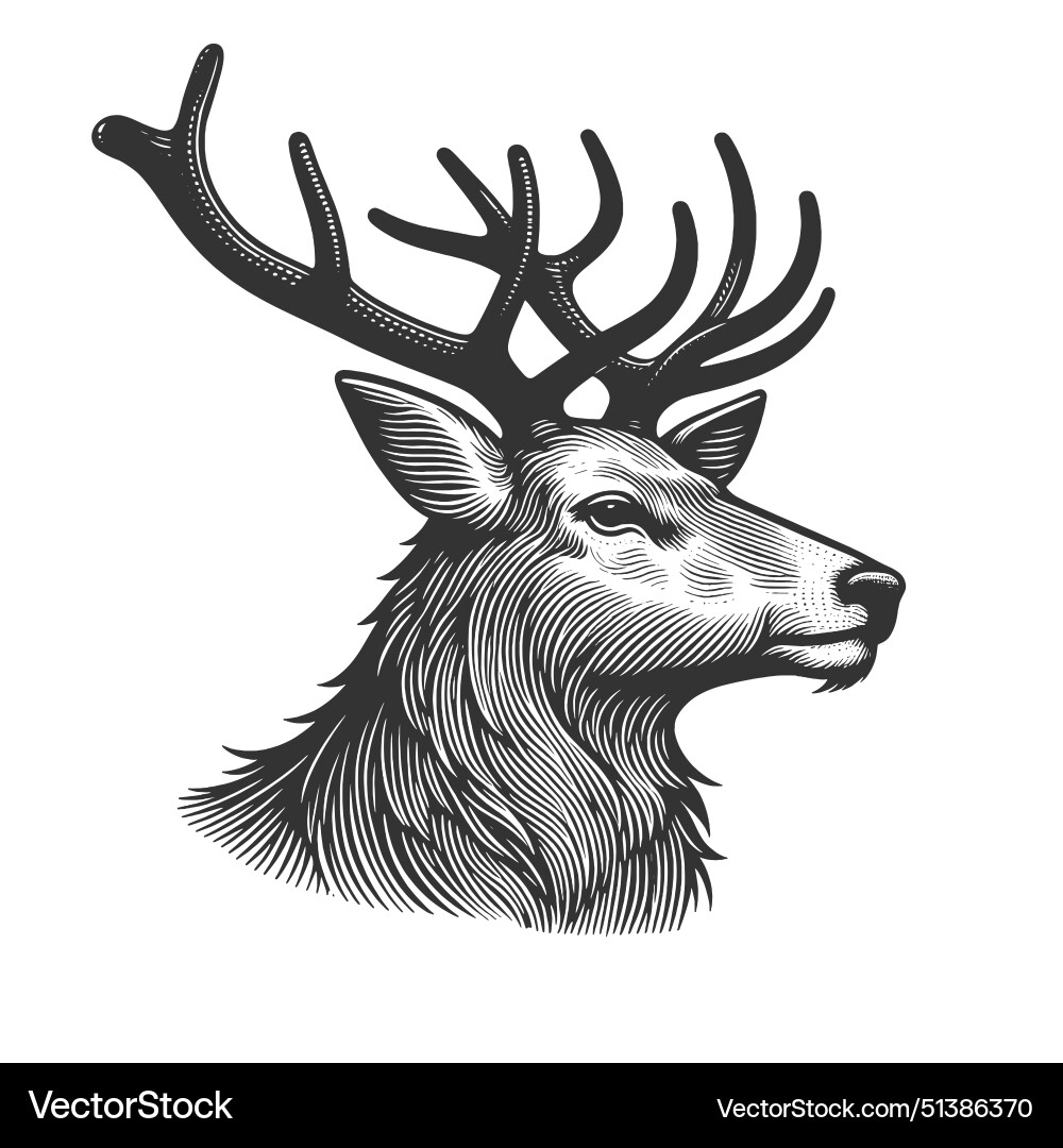 Stag with antlers and foliage engraving Royalty Free Vector