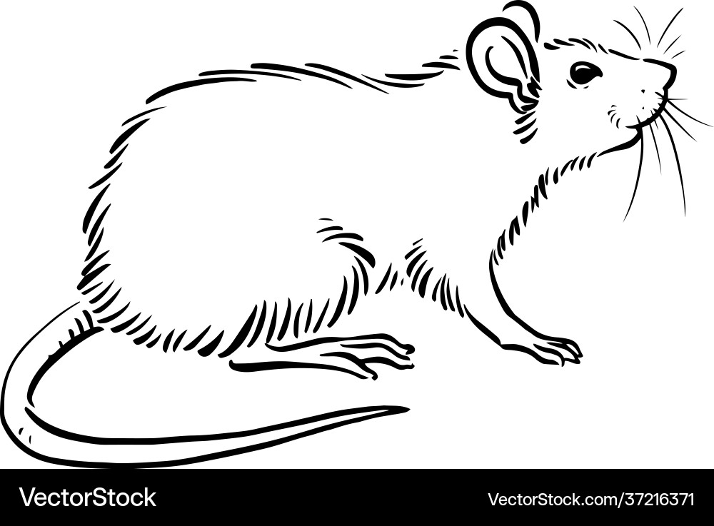 Rat Sketch Illustration Royalty Free Vector Image