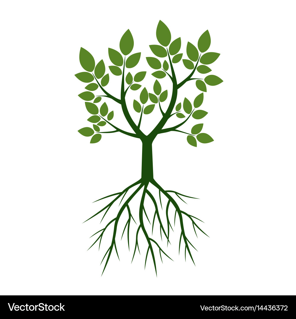 Green trees with roots Royalty Free Vector Image