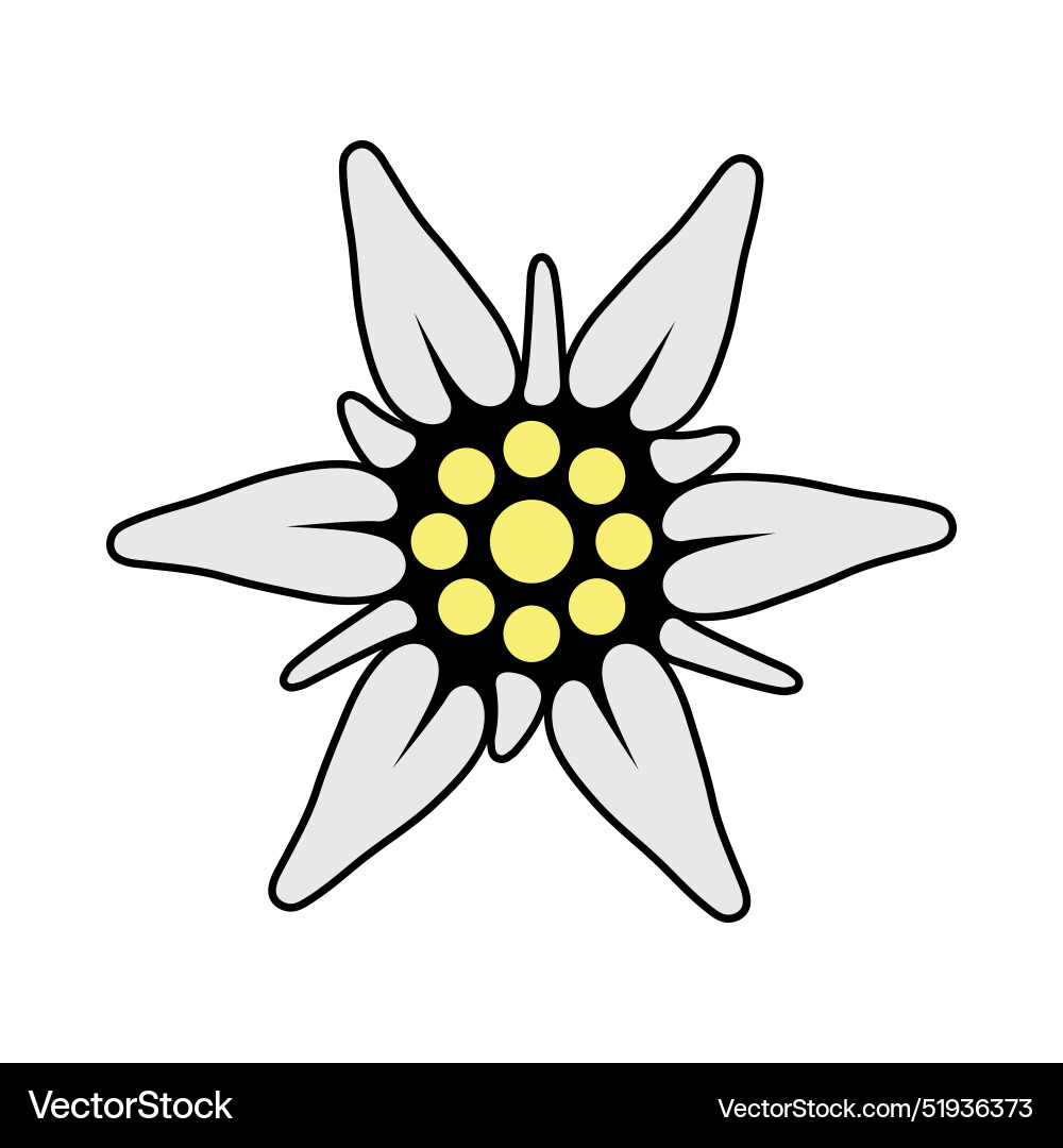 Set icons of edelweiss Royalty Free Vector Image