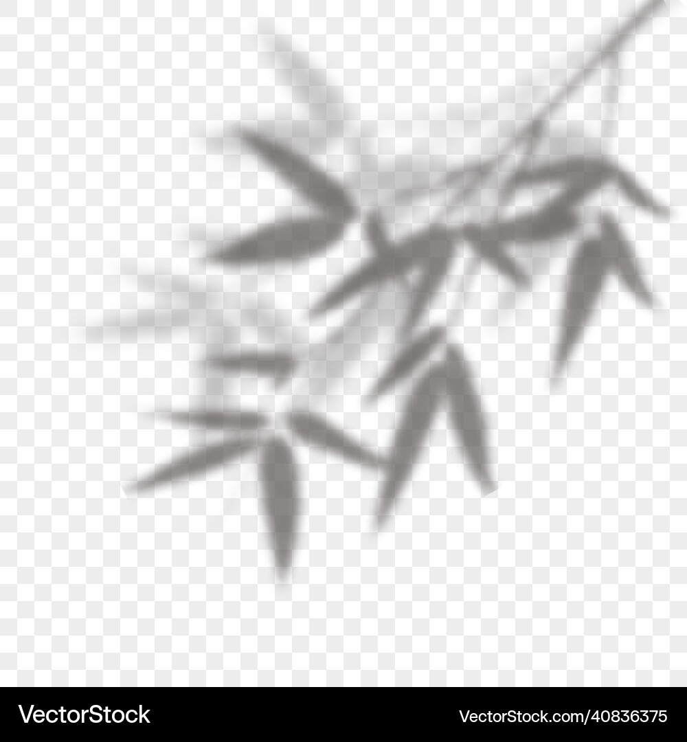 Bamboo Shadow Overlay Royalty Free Vector Image