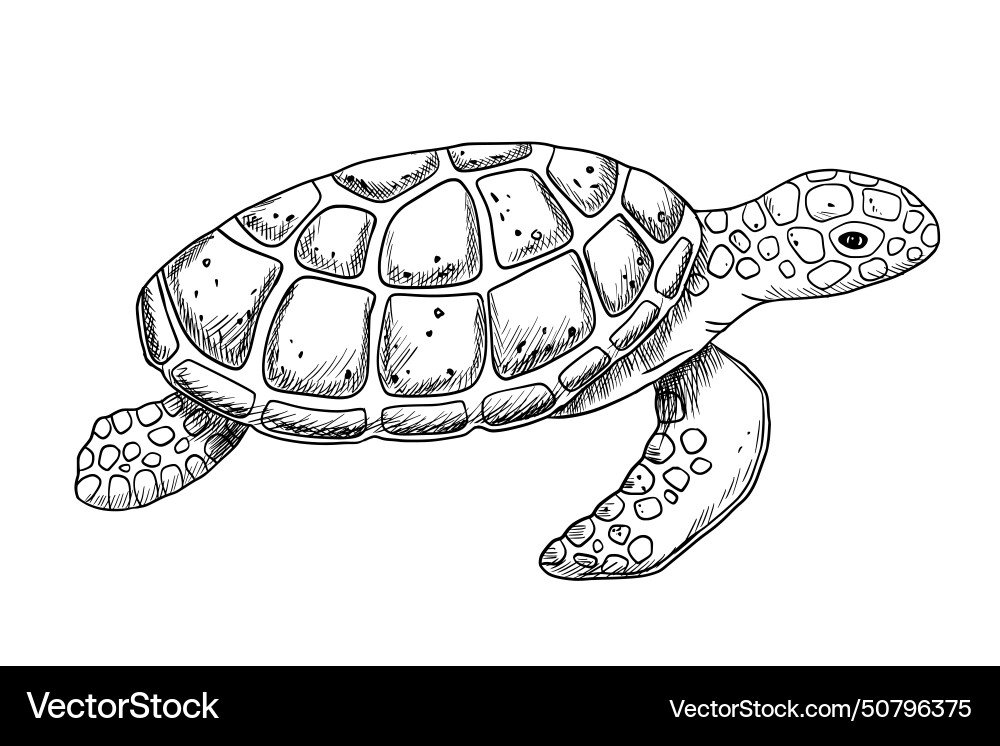 Swimming engraving sea turtle isolated on white Vector Image