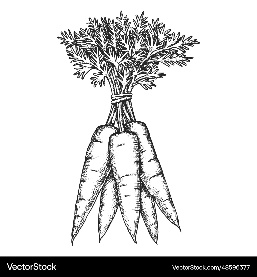 Bunch of carrot with fronds sketch image Vector Image